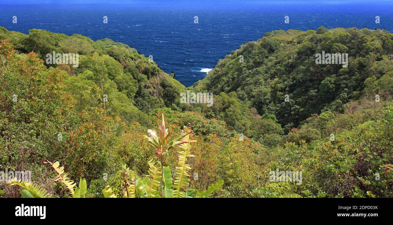 A scenic outlook overlooking a canopy of trees leading to the Pacific ...