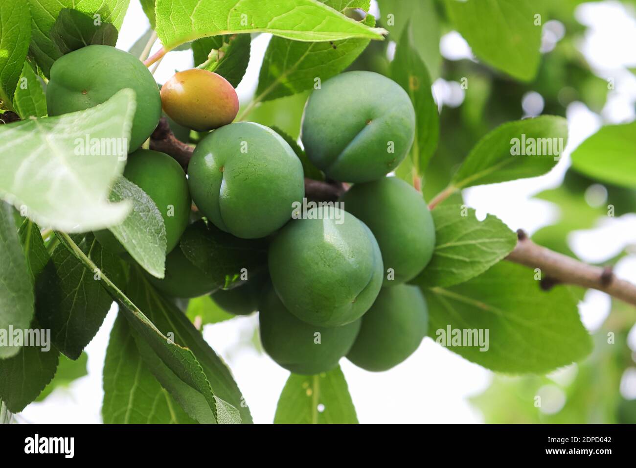 Crop clinging hi-res stock photography and images - Alamy