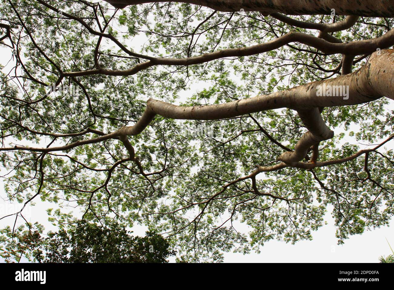 Looking up into the canopy of a tree with wispy, small leaves in Haiku ...