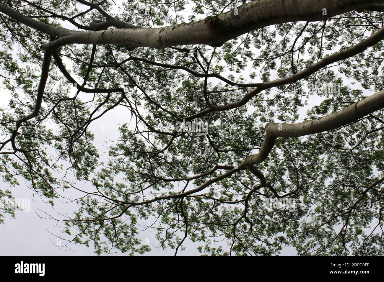 Looking up into the canopy of a tree with wispy, small leaves in Haiku ...