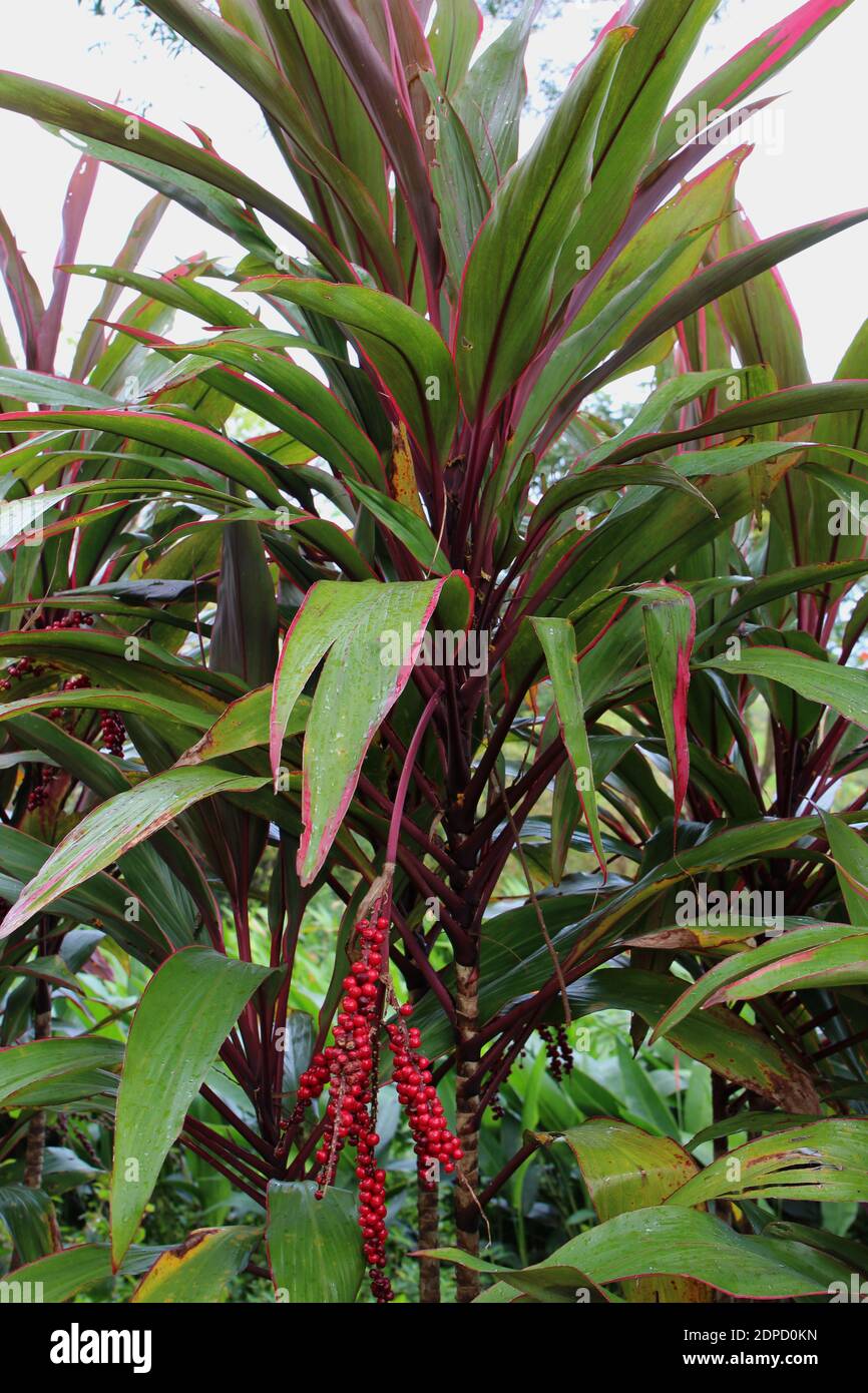 A red and green leaved Yucca tree with an inflorescence filled with ...