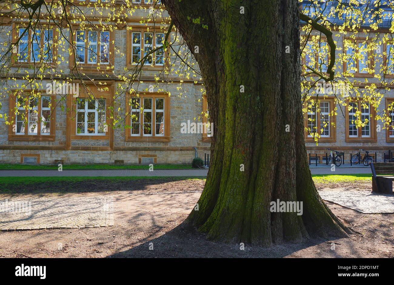 Trunk of a very old beech tree in the spring. Facade of a school ...