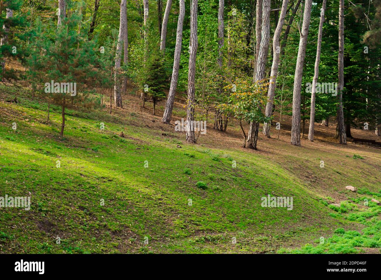 Forest glade against the background of a dense green forest Stock Photo ...