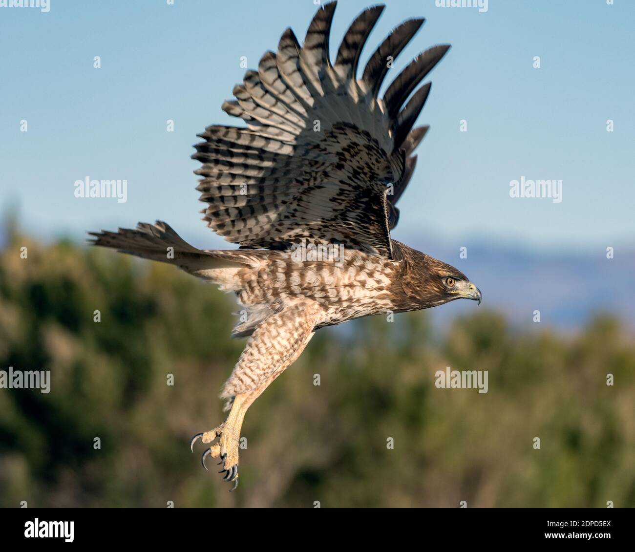 Juvenile Coopers Hawk flapping stripped colored wings during take off ...
