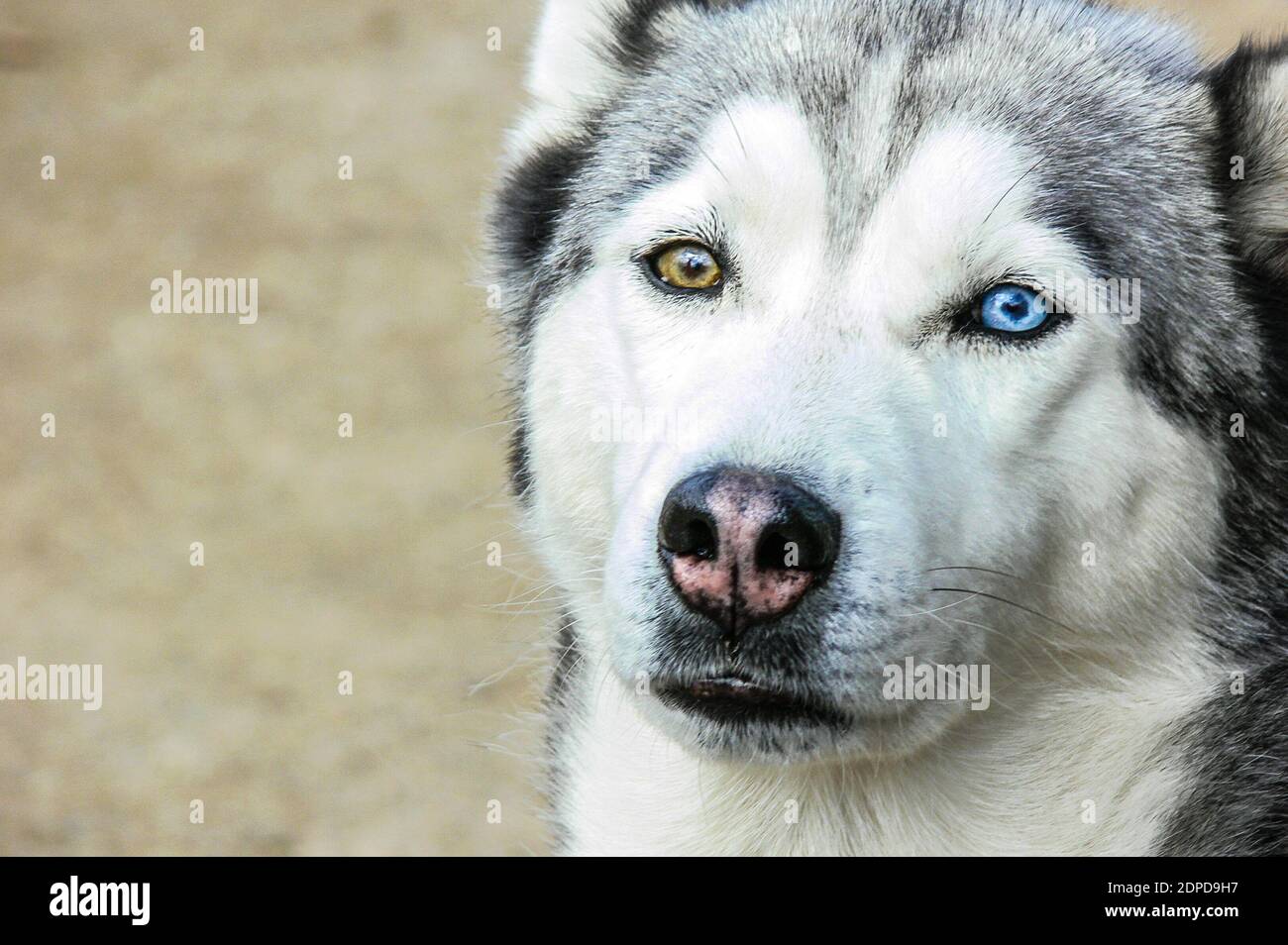 Siberian husky eye part hi-res stock photography and images - Alamy