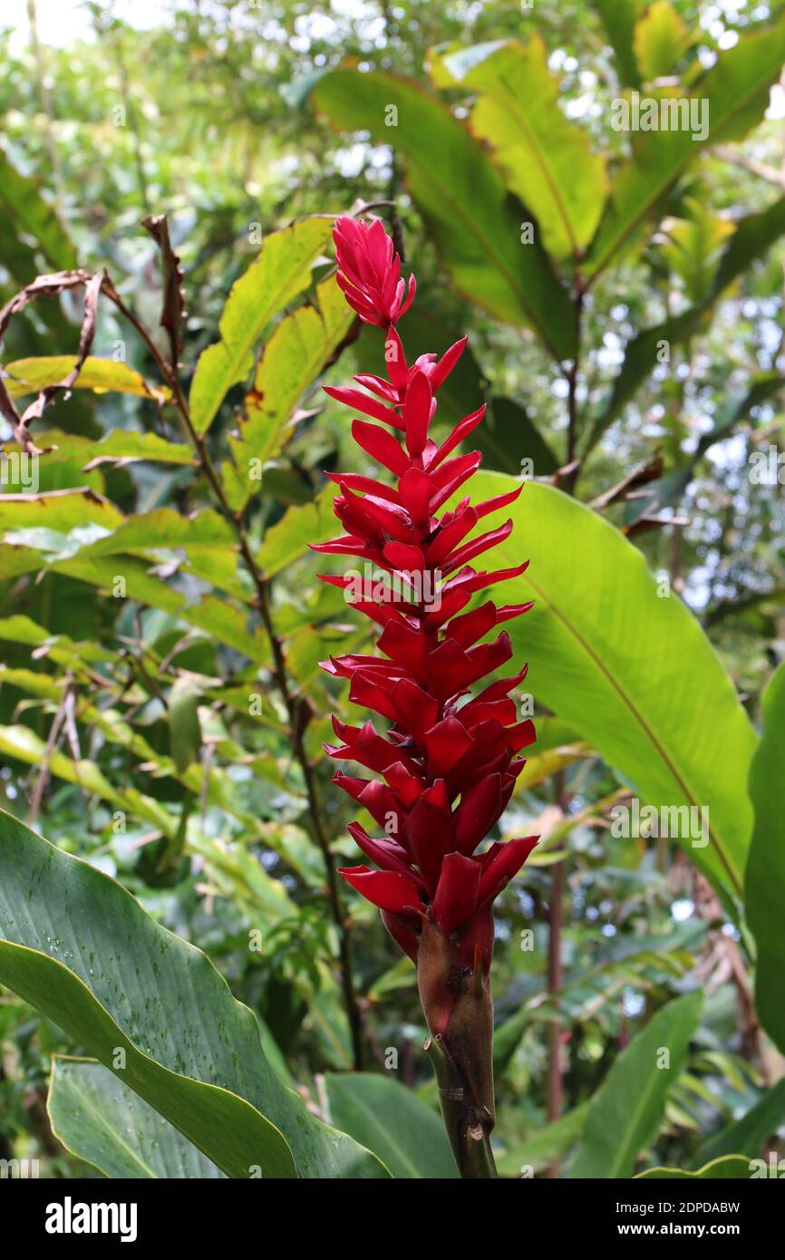 Zingiber officinale flower hi-res stock photography and images - Alamy