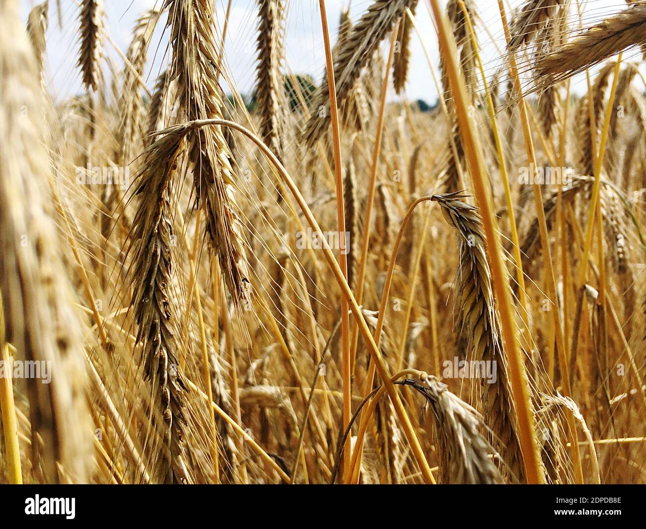 Emmer cereal crops hi-res stock photography and images - Alamy