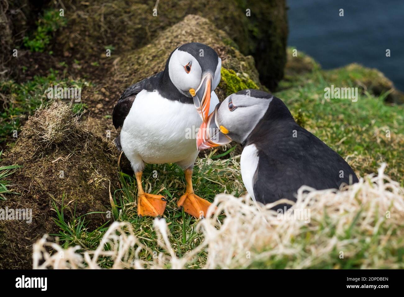 Staffa island animals hi-res stock photography and images - Alamy