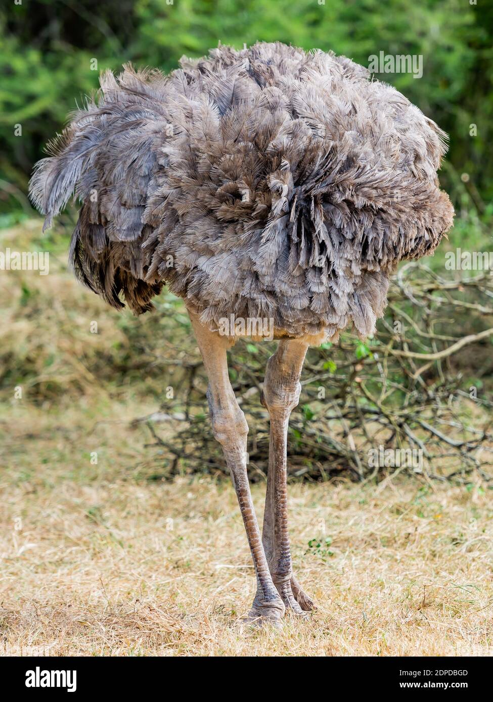 Headless Bird High Resolution Stock Photography and Images - Alamy