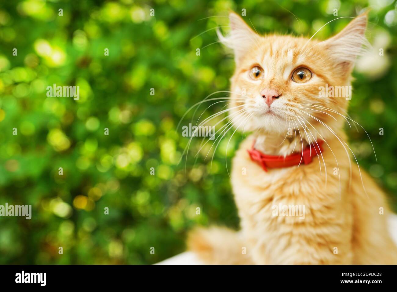 Red background calico cat hi-res stock photography and images - Alamy