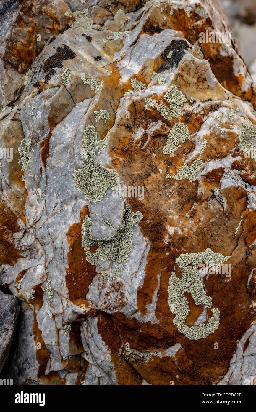Detail of Brown Lichen on Rock in Great Basin mountains Stock Photo - Alamy