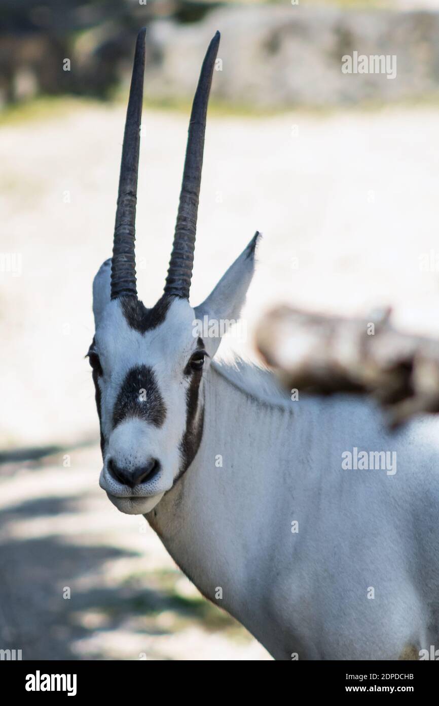 Springbok one horn hi-res stock photography and images - Alamy