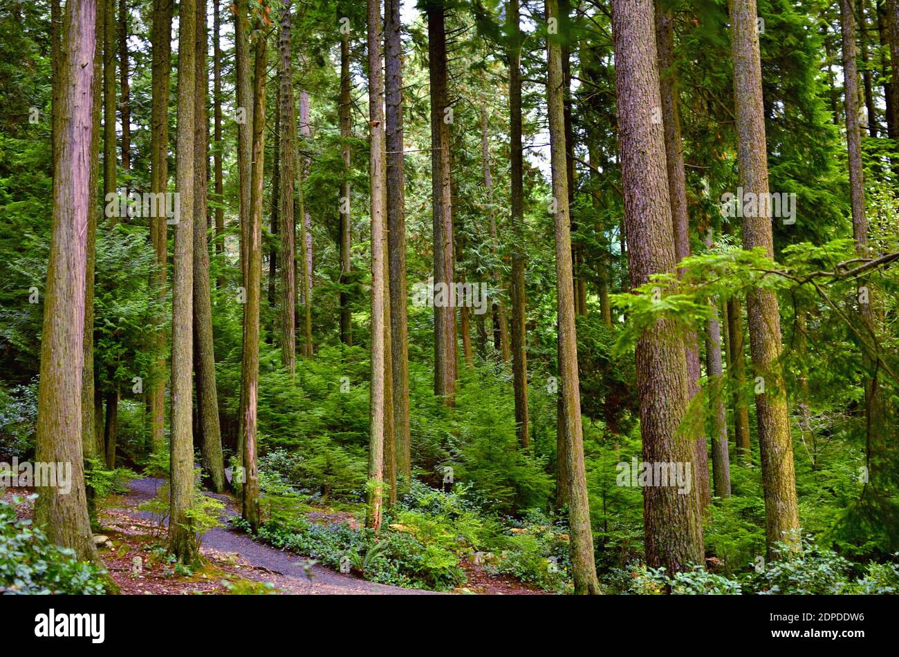 Straight Up Pine Forest and Bushes Stock Photo - Alamy