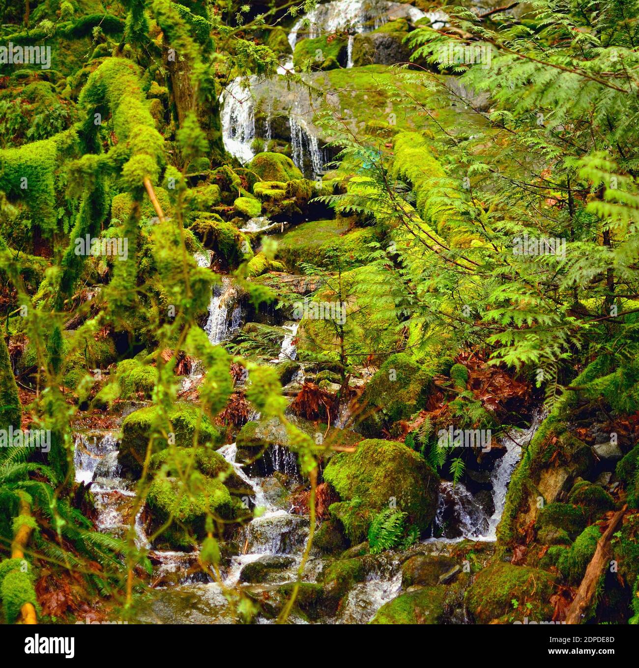 Bc forest hi-res stock photography and images - Alamy