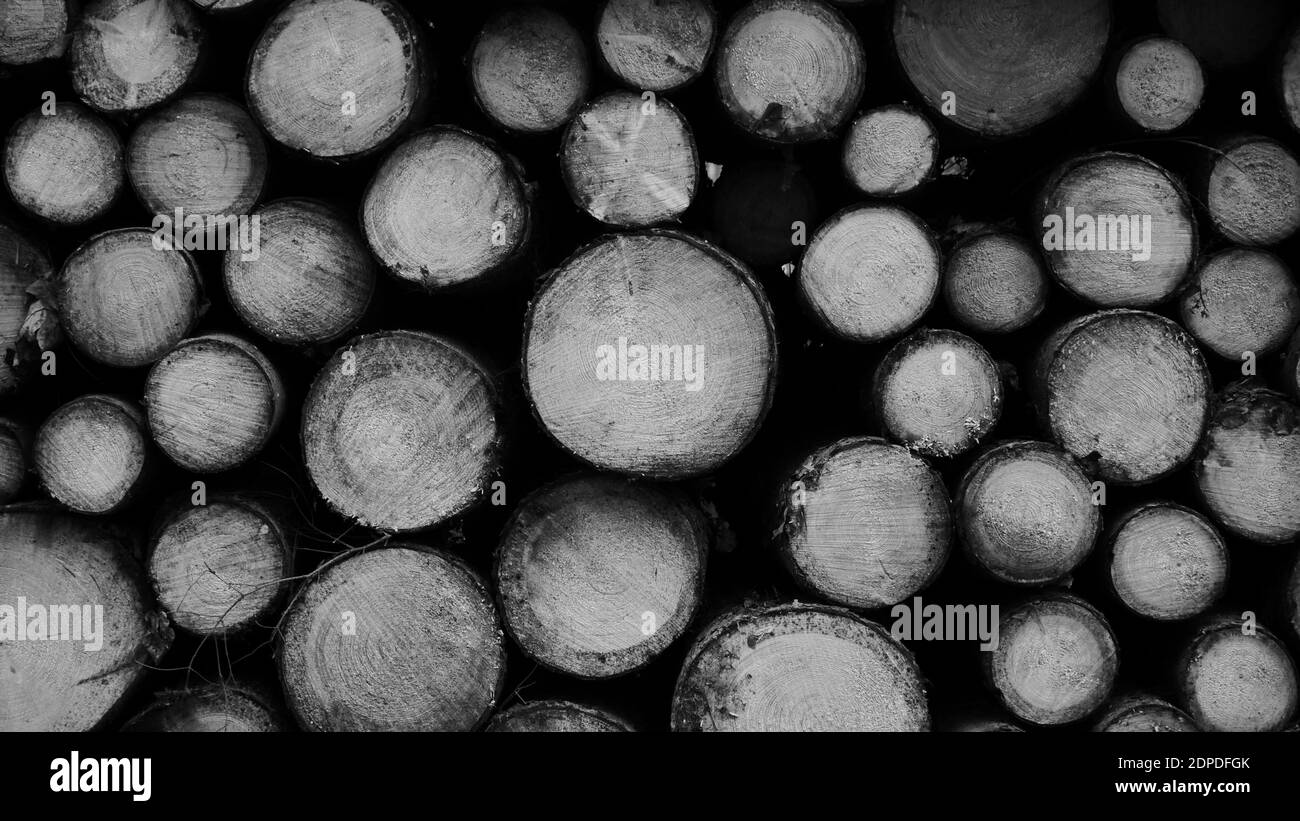 Stack of tree logs Black and White Stock Photos & Images - Alamy