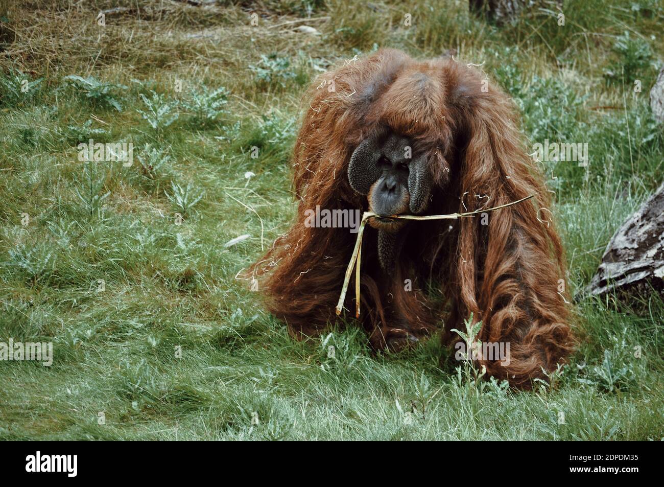 Furuvik zoo hi-res stock photography and images - Alamy