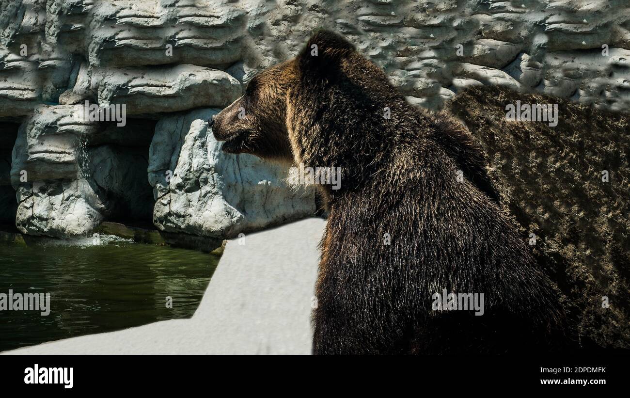 Brown bear close-up, bear in the wild. Animal in nature Stock Photo - Alamy