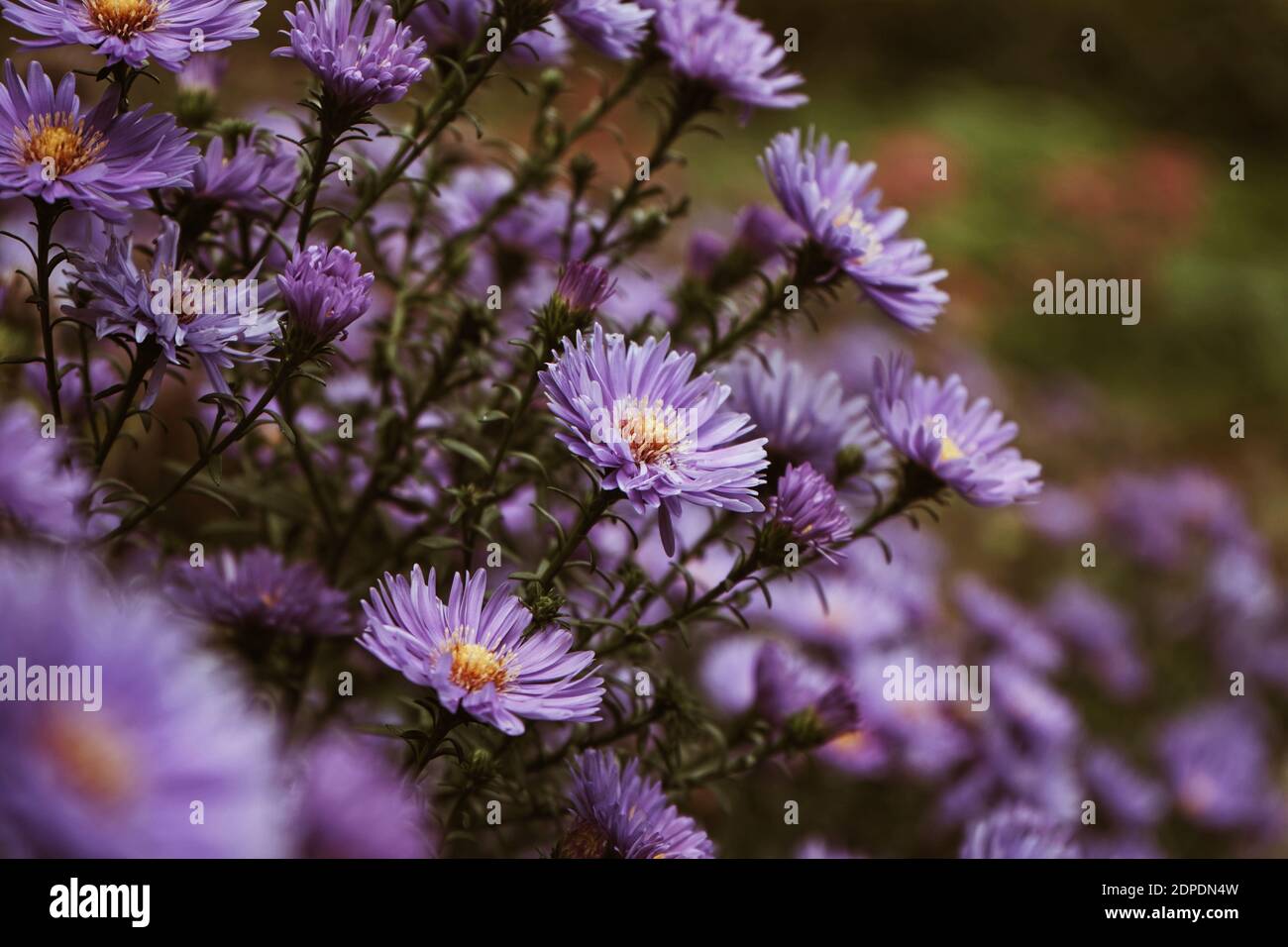 Purple Aster Field Stock Photo - Alamy