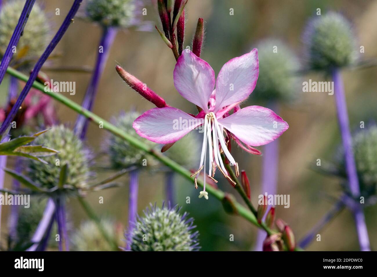 Pink gaura hi-res stock photography and images - Alamy