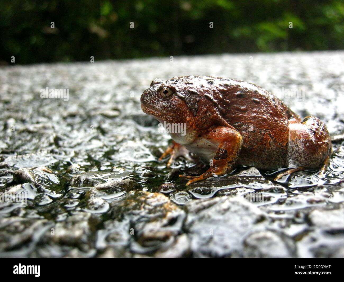 Toadstool frog hi-res stock photography and images - Alamy
