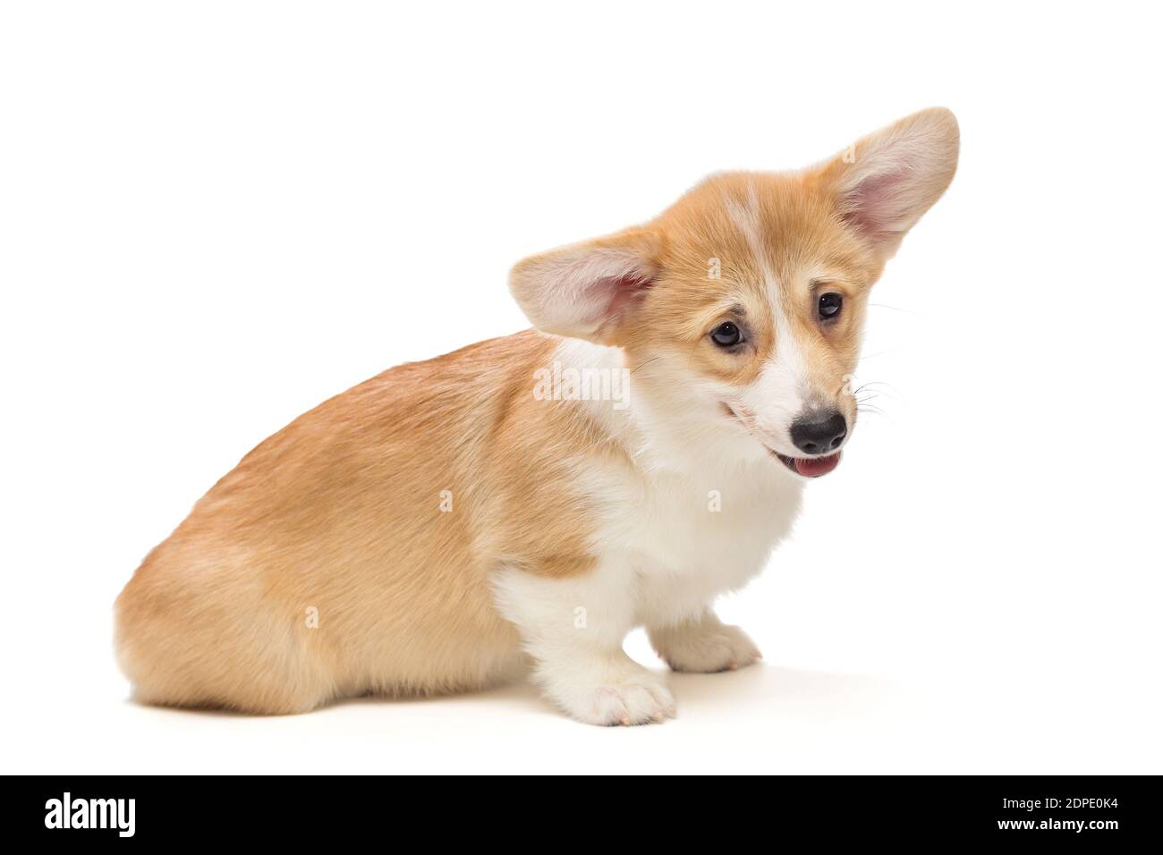 Small, funny Corgi puppy isolated on white background Stock Photo - Alamy