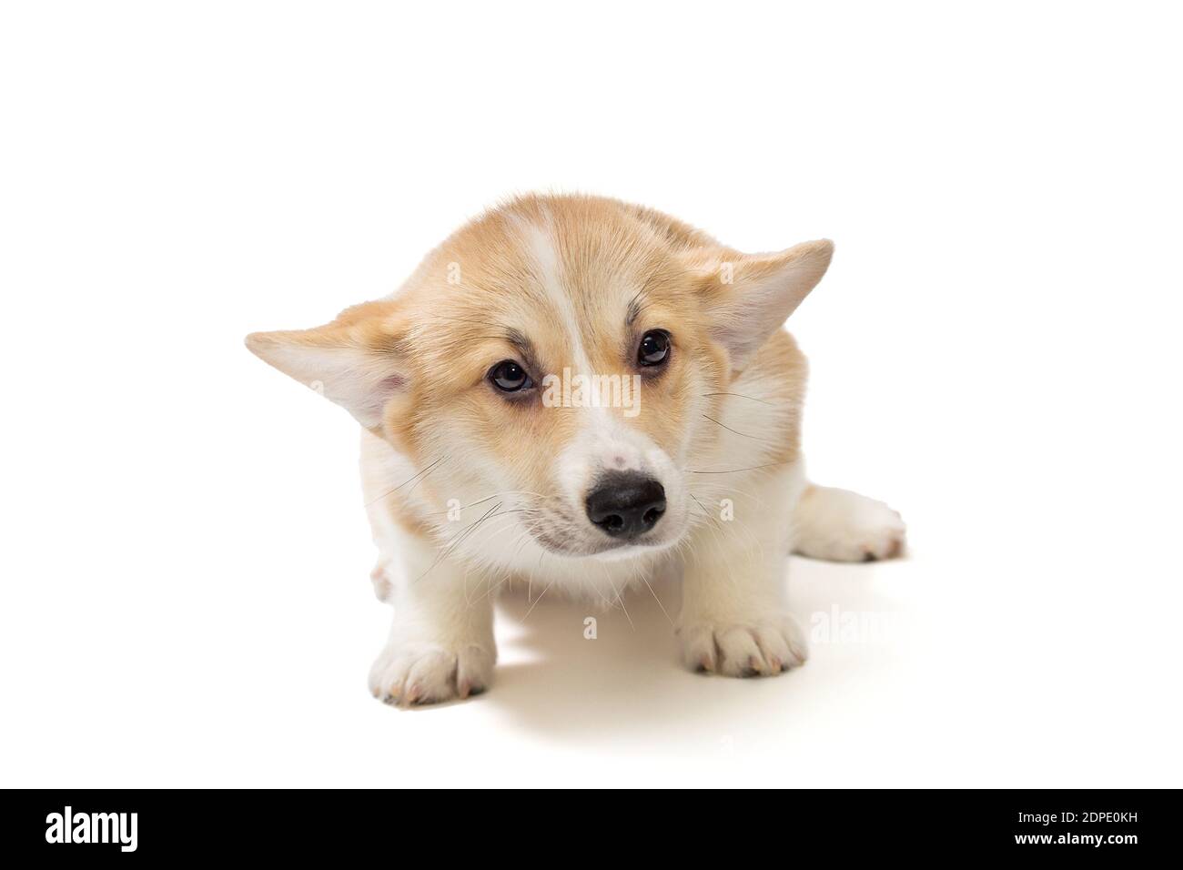 Funny Pembroke Corgi puppy looks lying down, isolated on a white ...