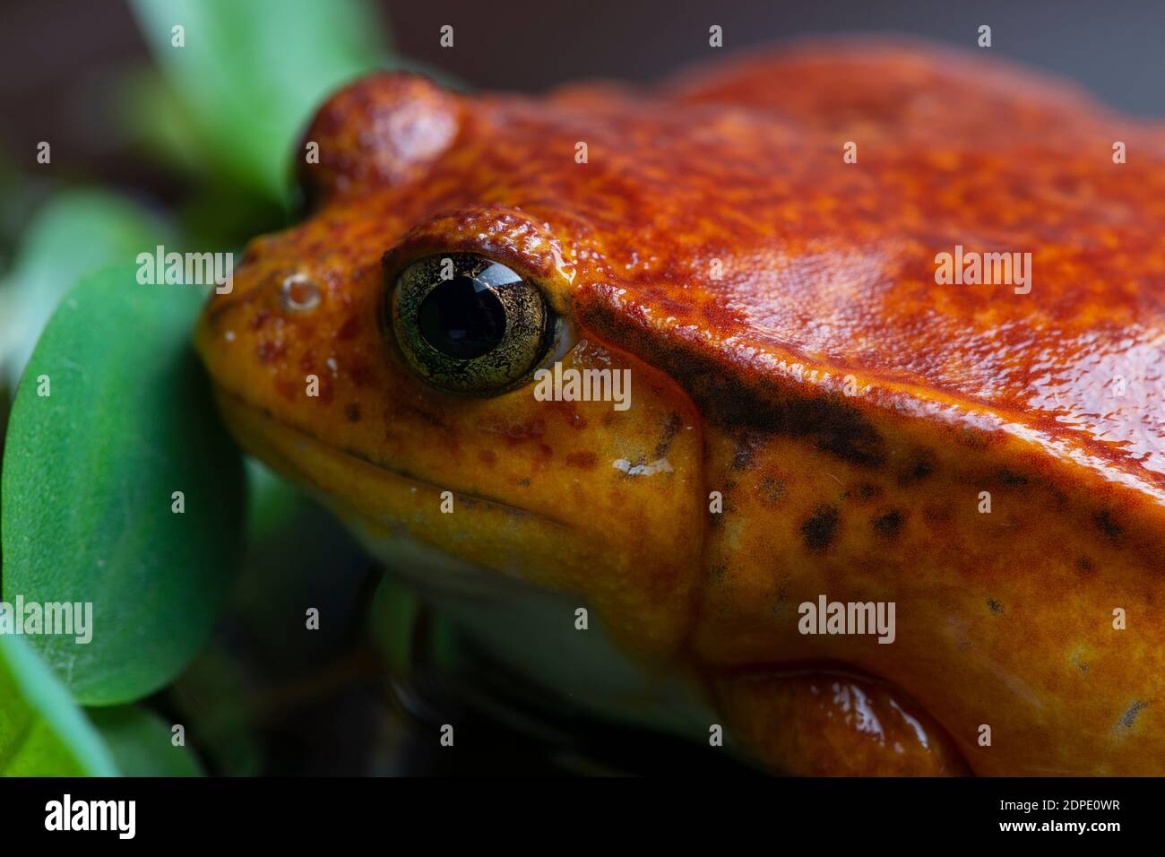 tropical, nature, wild, animal, macro, frog, exotic, wildlife, toad ...