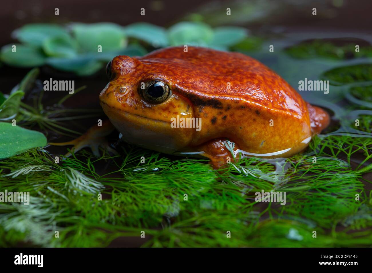 Slimy Frog
