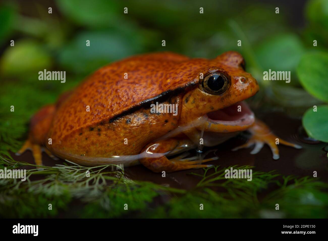 Toad tree frog hi-res stock photography and images - Alamy