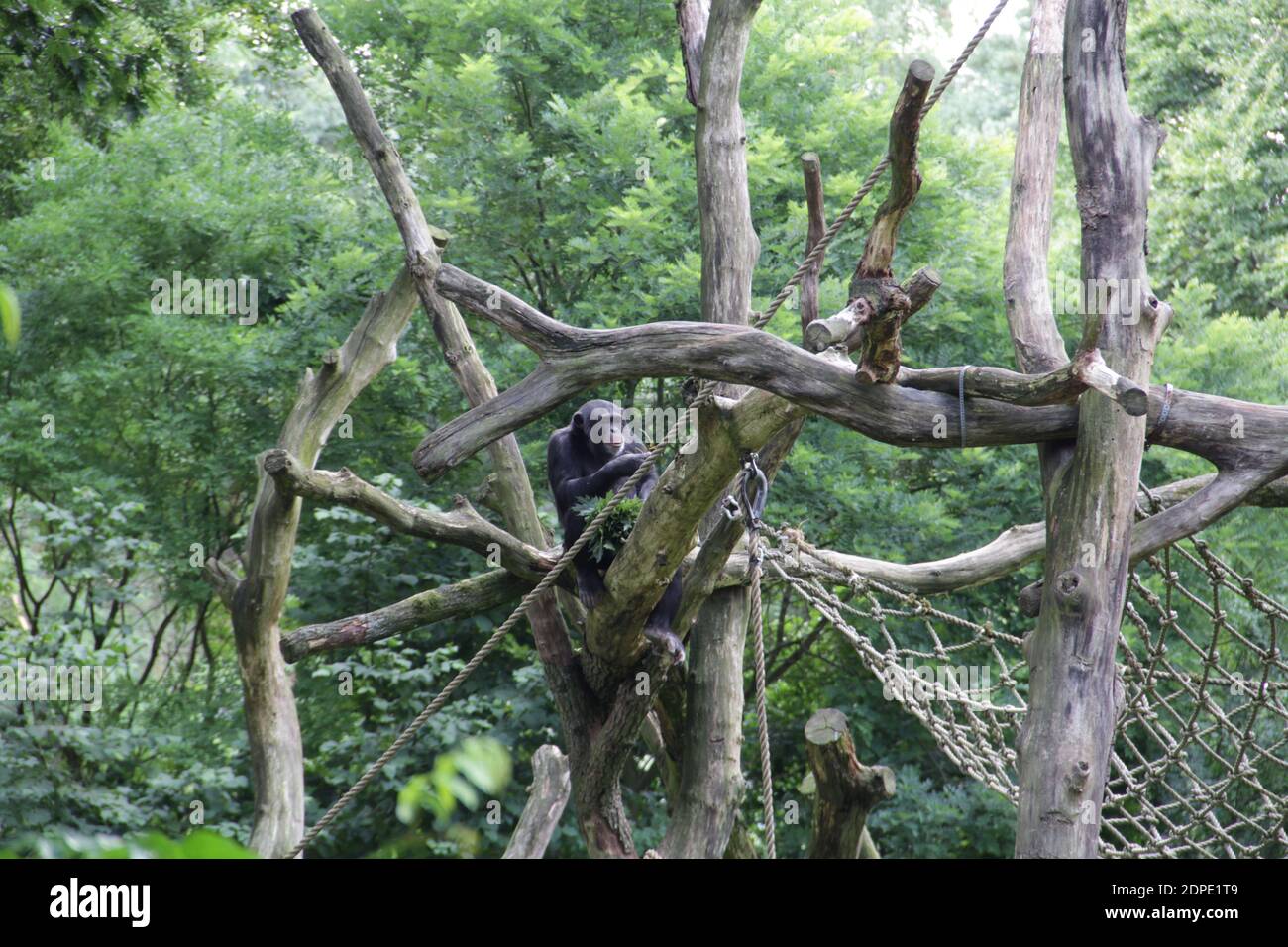 A cute black gorilla collecting tree branches and jumping from a log ...