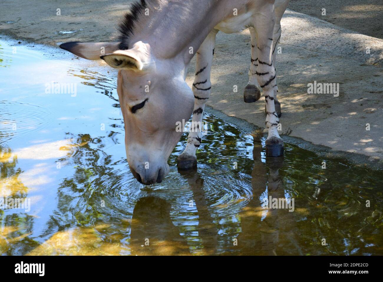 Donkey at water hi-res stock photography and images - Alamy