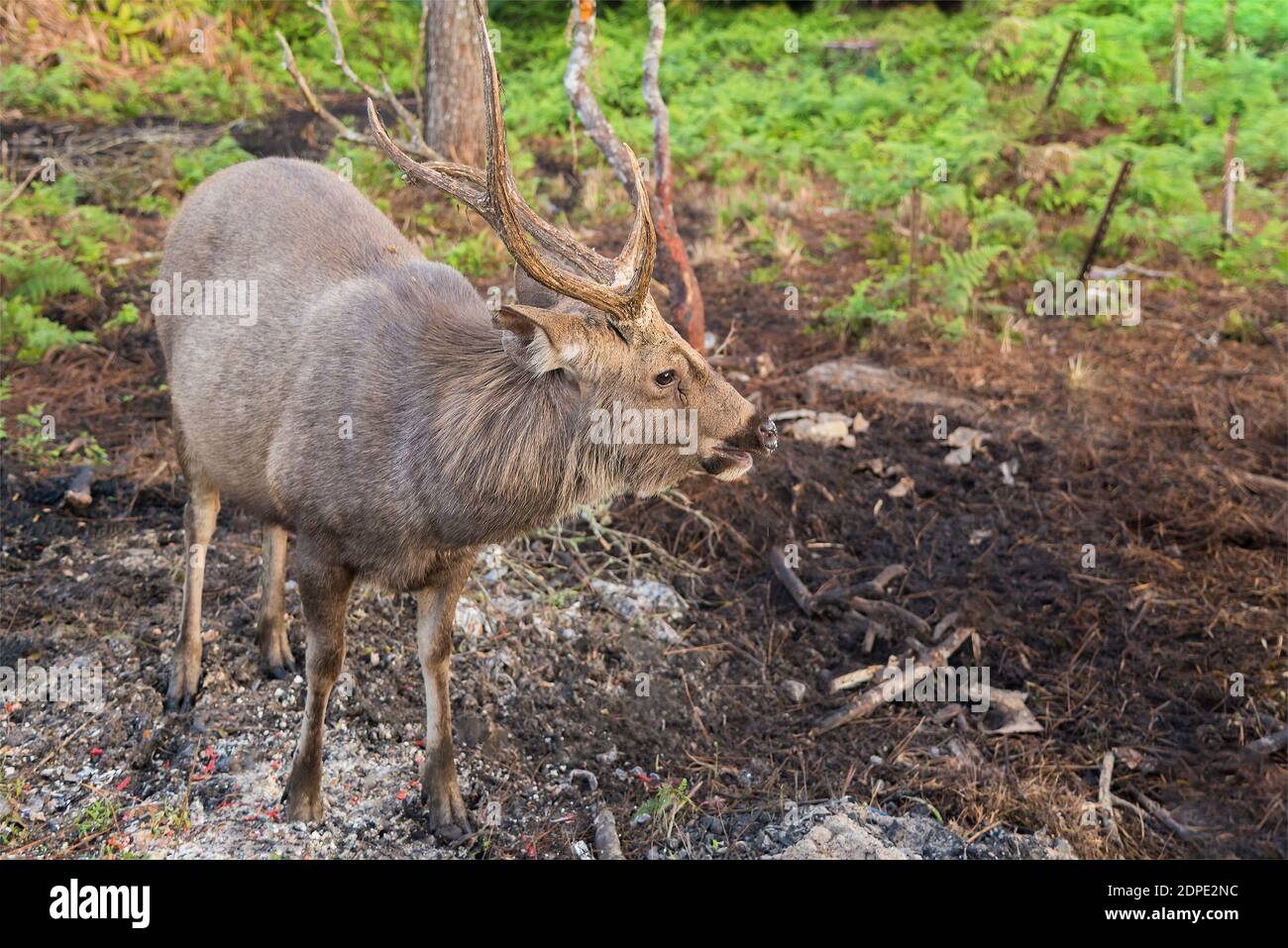 White Tailed Deer Yearling High Resolution Stock Photography and Images ...