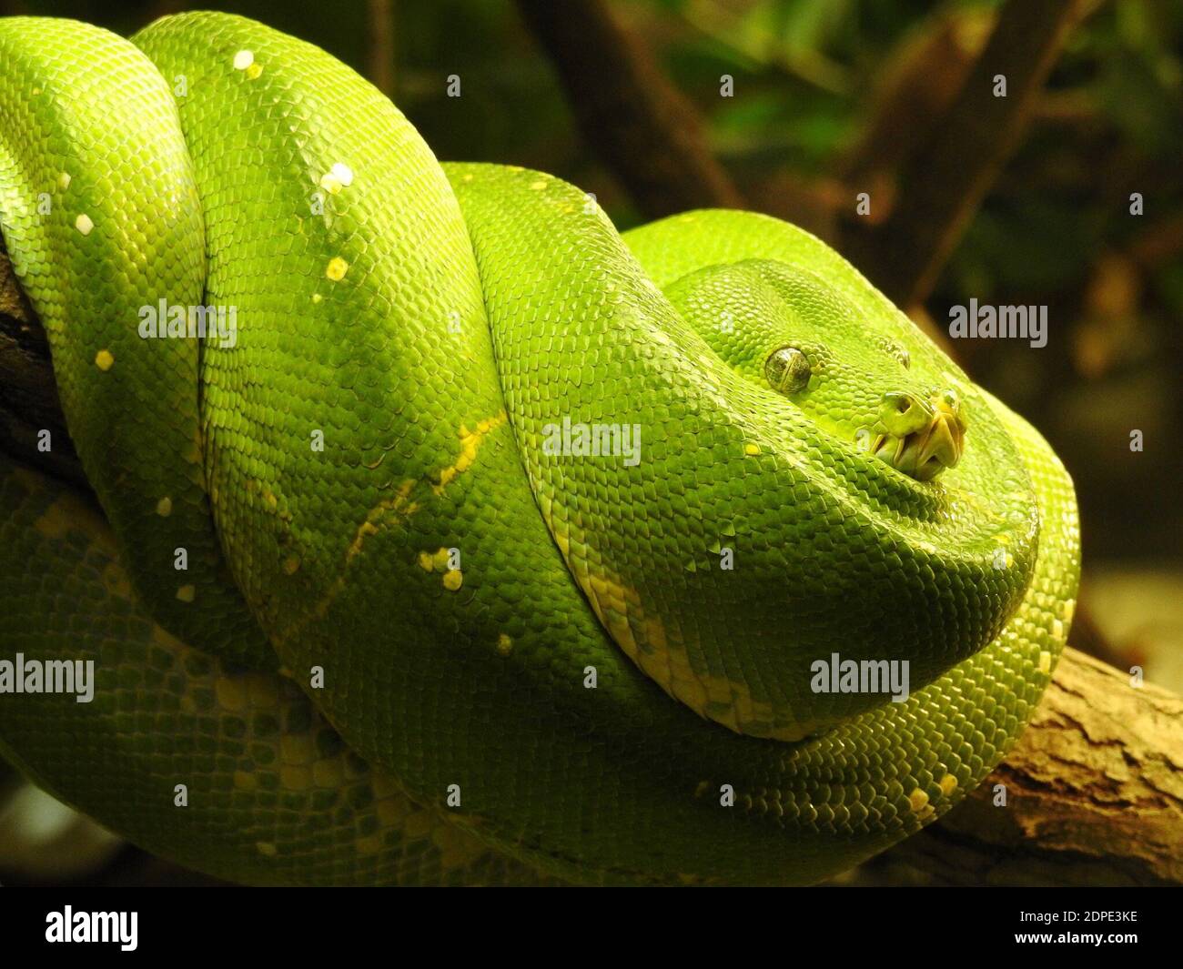 Snake curled on a branch hi-res stock photography and images - Alamy