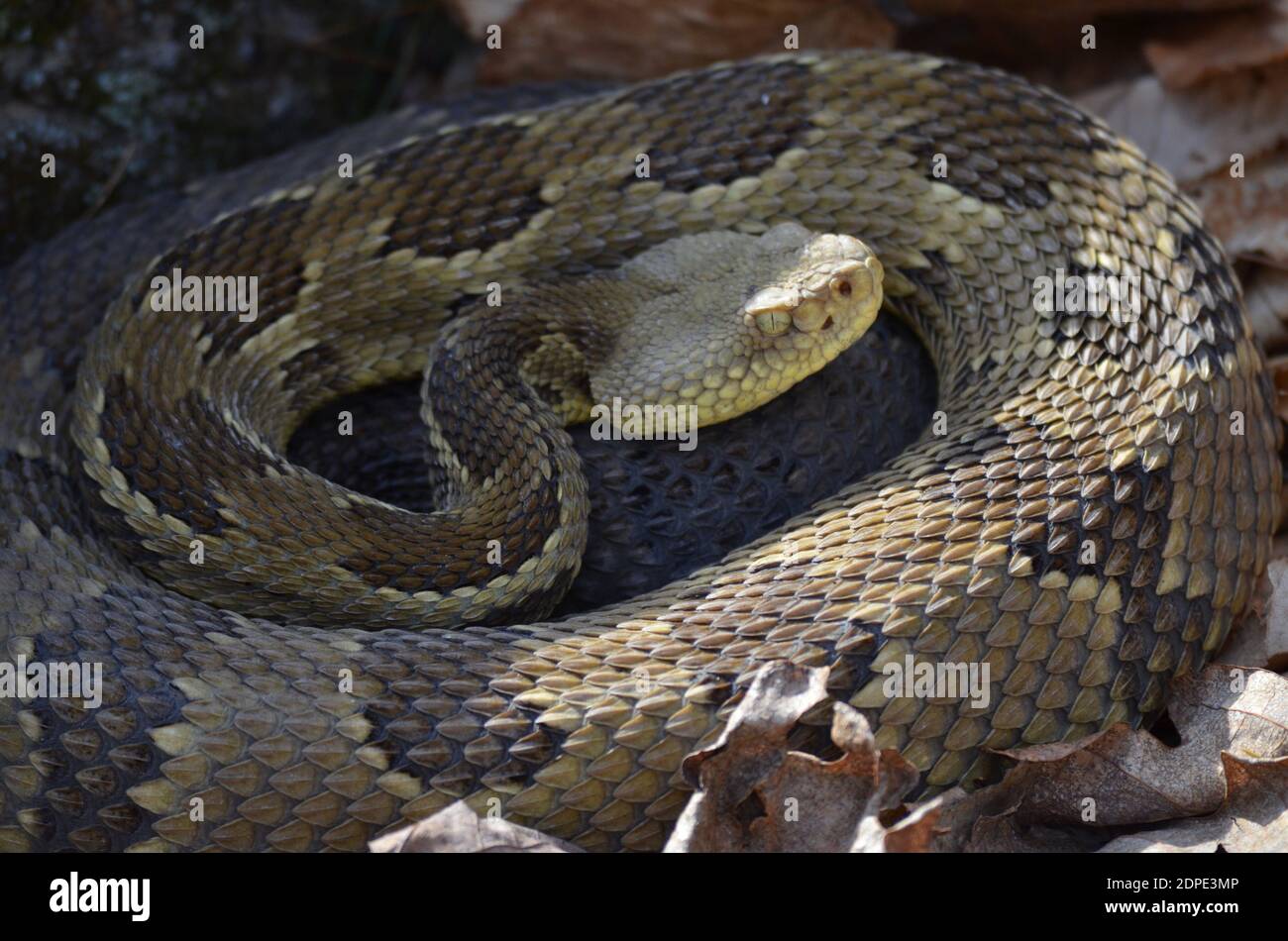 Timber rattlesnake close hi-res stock photography and images - Alamy