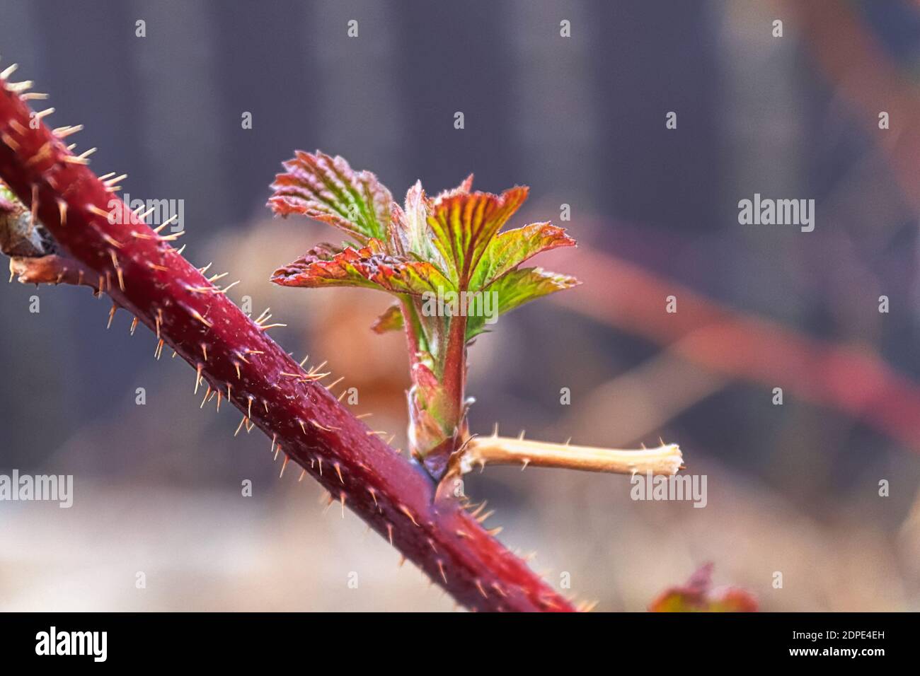 Cane shoots hi-res stock photography and images - Alamy