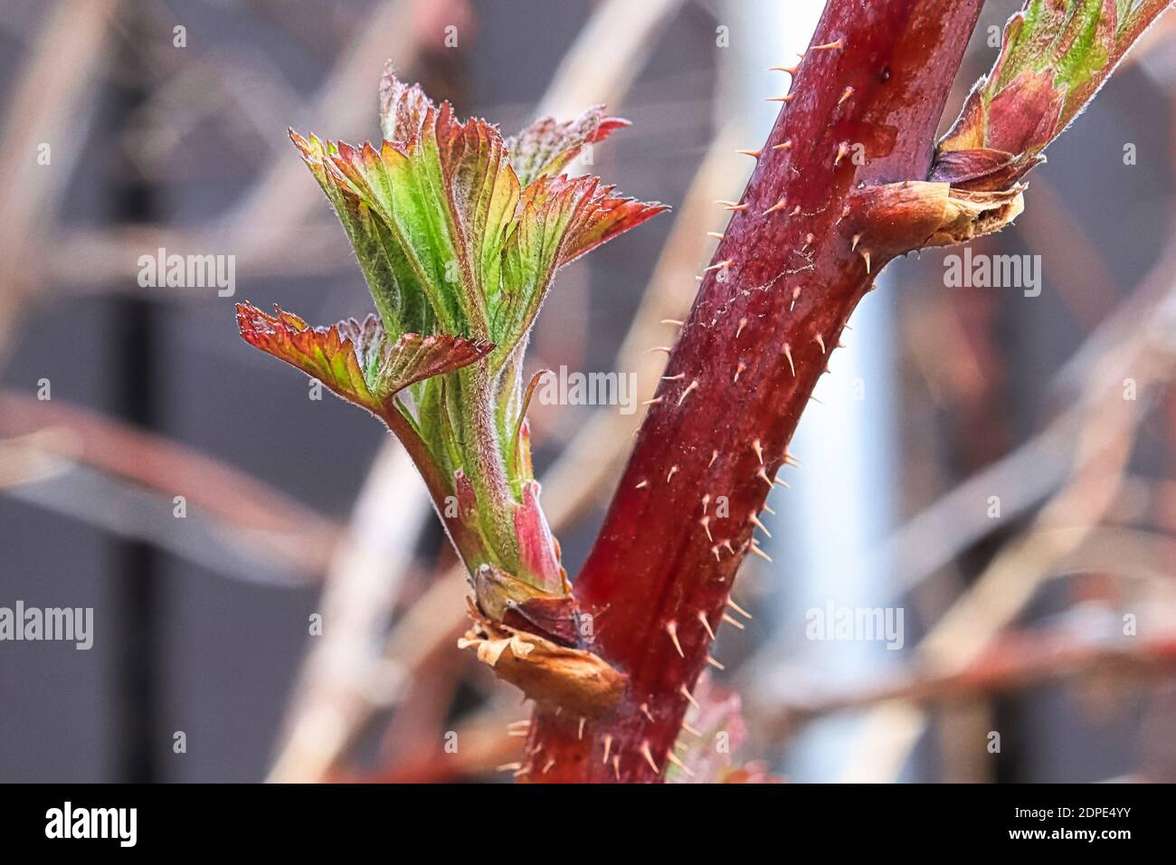 Cane shoots hi-res stock photography and images - Alamy
