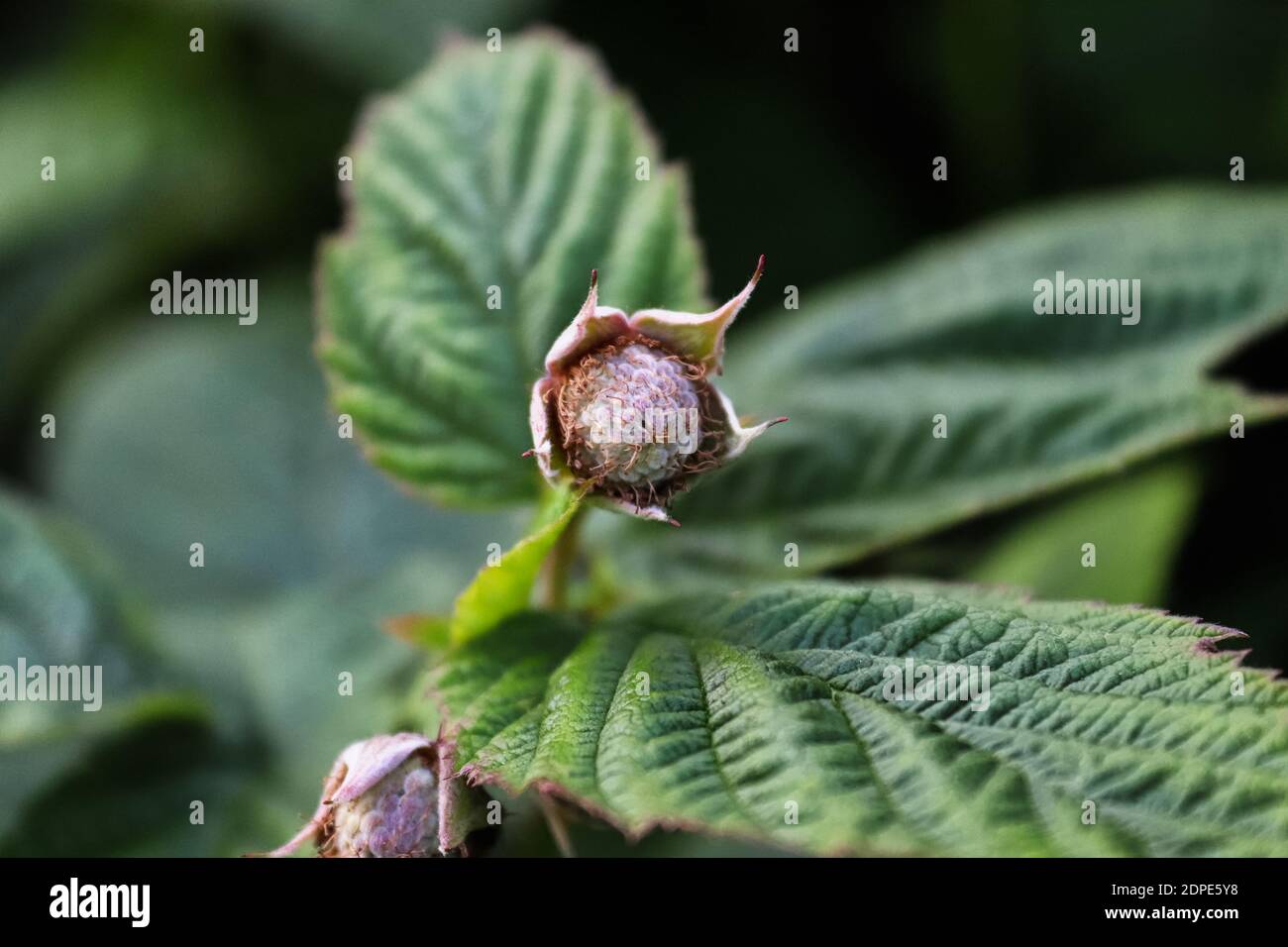 An unripe raspberry growing on a cane Stock Photo - Alamy