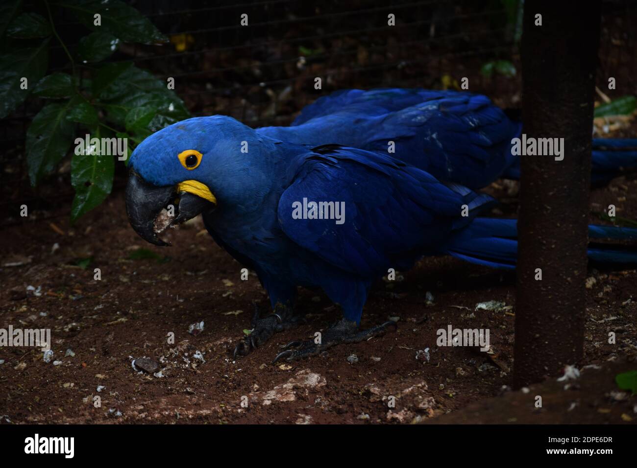Lear's macaw hi-res stock photography and images - Alamy