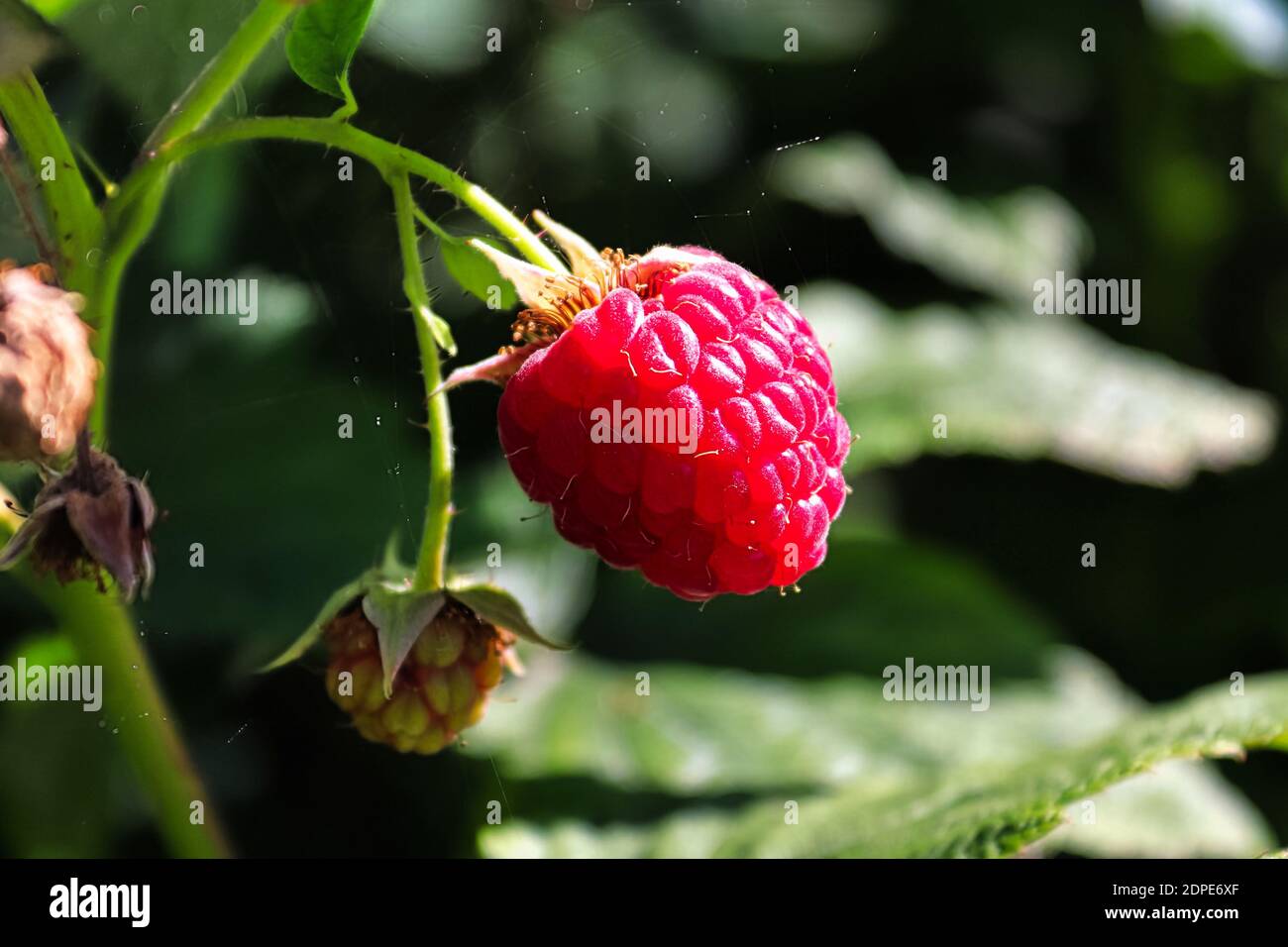 Macro of a ripe red raspberry with sunlight shining on it Stock Photo ...