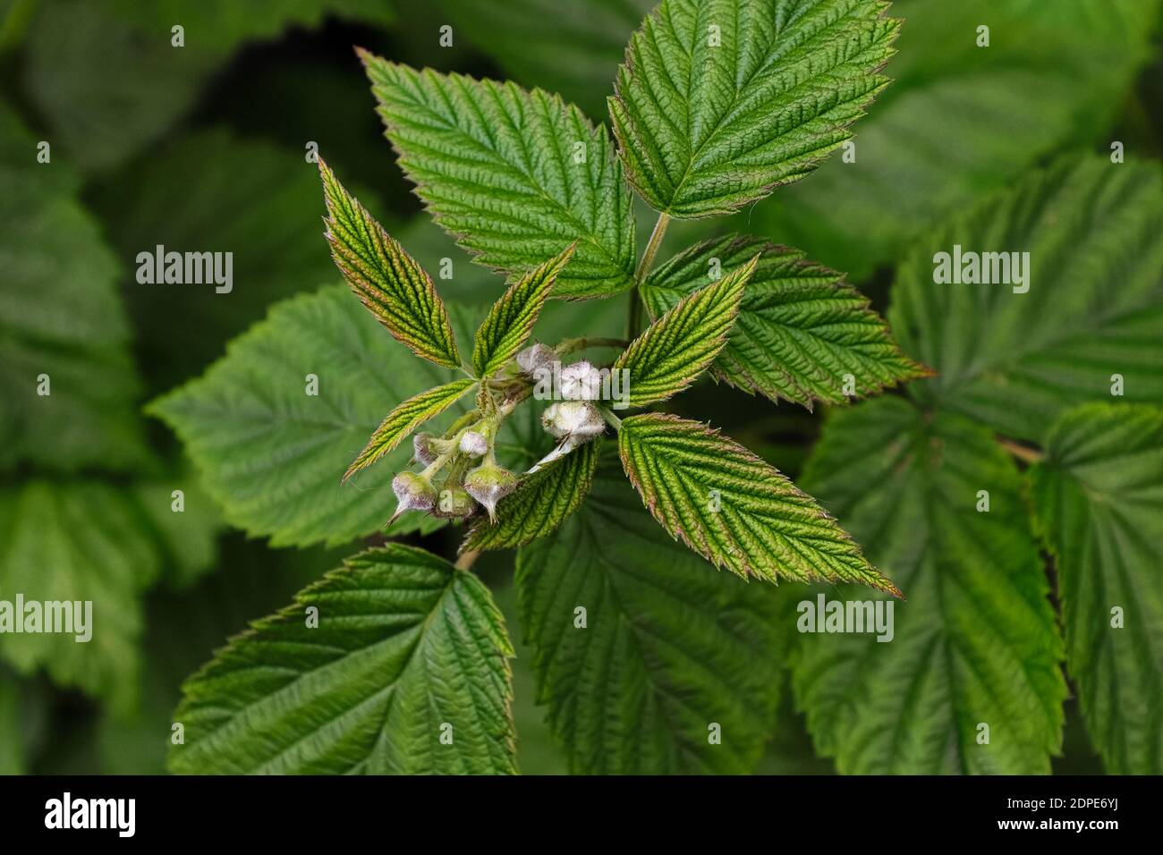 Raspberry buds hi-res stock photography and images - Alamy