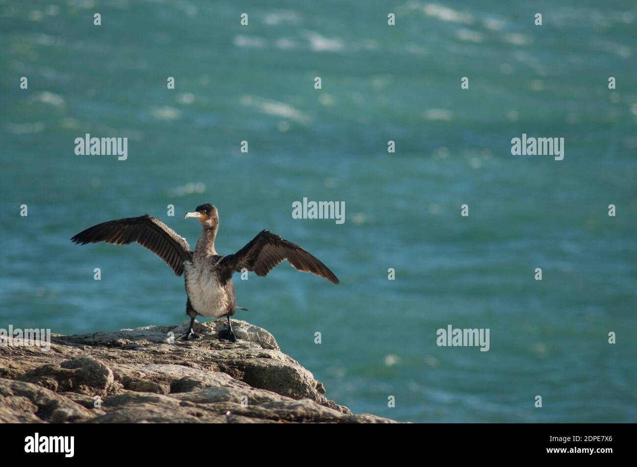 Bird drying wings hi-res stock photography and images - Alamy