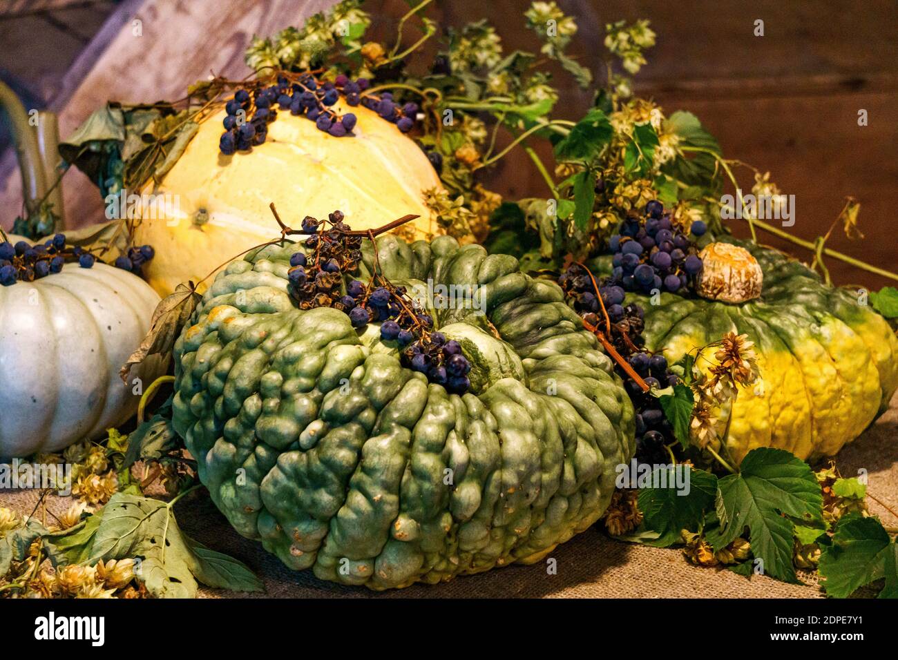 Still life of pumpkins, hops and already dried blue grapes Stock Photo ...