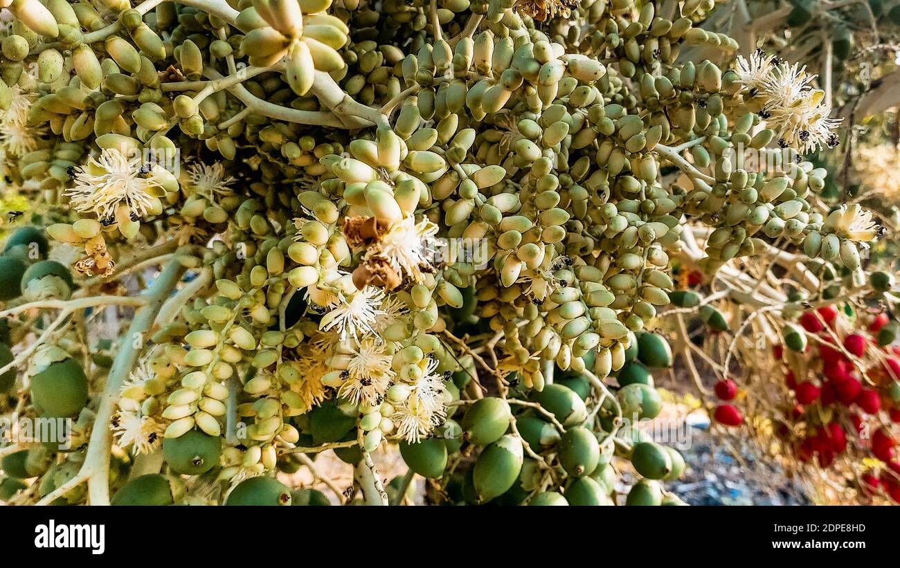 Coconut Flowers High Resolution Stock Photography and Images - Alamy