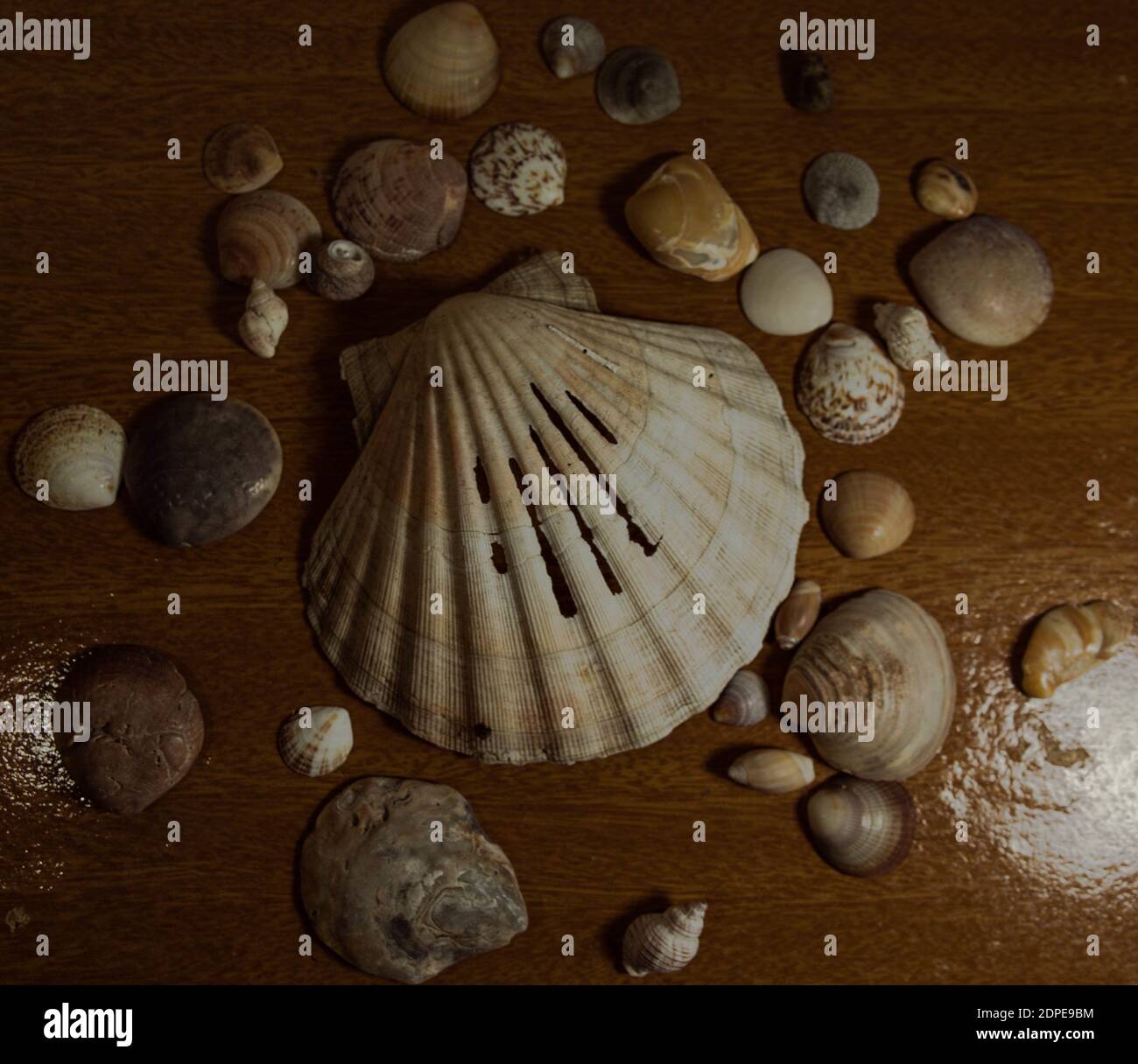 A top view of various beautiful seashells Stock Photo - Alamy