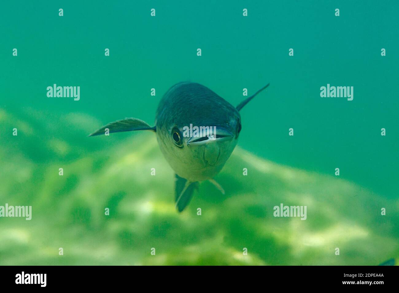 Ramada fish hi-res stock photography and images - Alamy