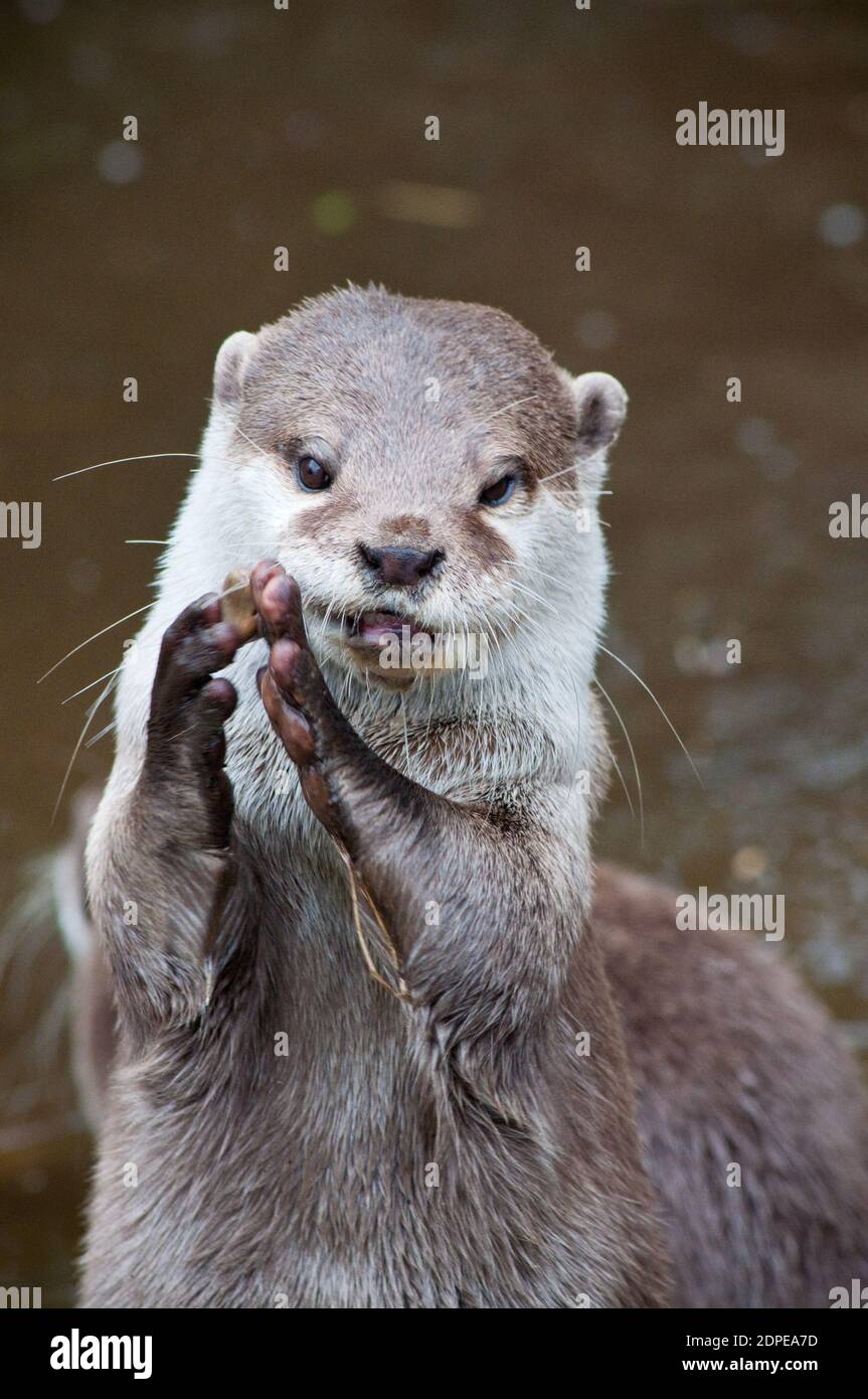 Otter with pebble hi-res stock photography and images - Alamy