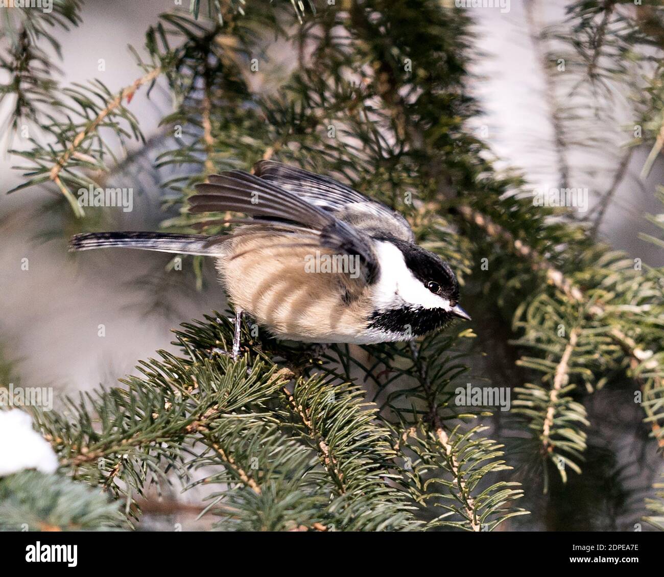 Chickadee close up profile view hi-res stock photography and images - Alamy