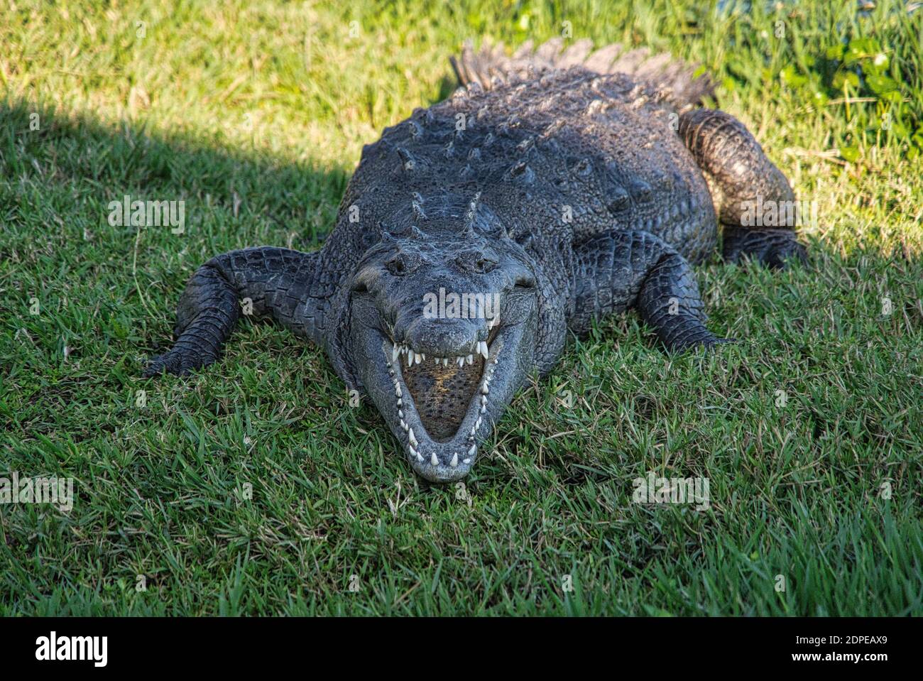Open mouth gator hi-res stock photography and images - Alamy