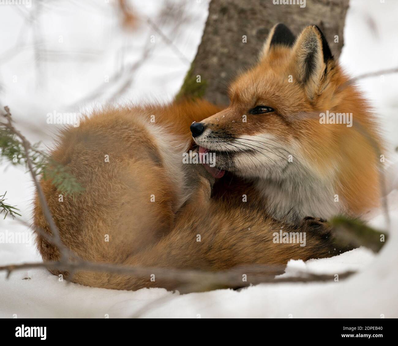 Red fox resting on snow and cleaning fur in the winter season in its ...
