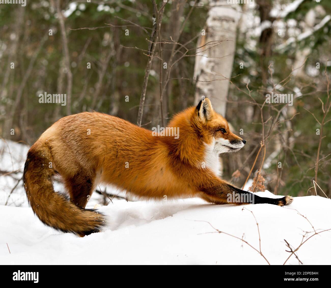 Red fox stretching body in the winter season in its environment and ...